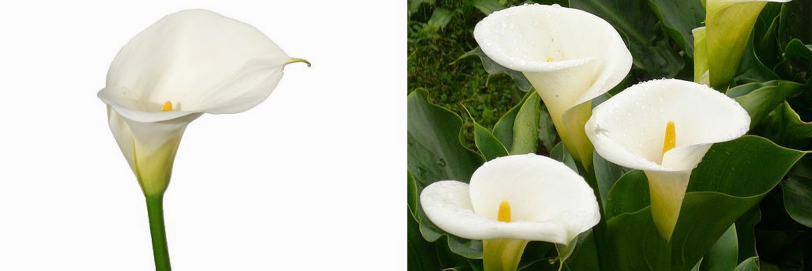 .: Senarai Harga Bunga Segar