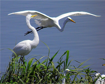 Fotos correntinas: Garzas blancas