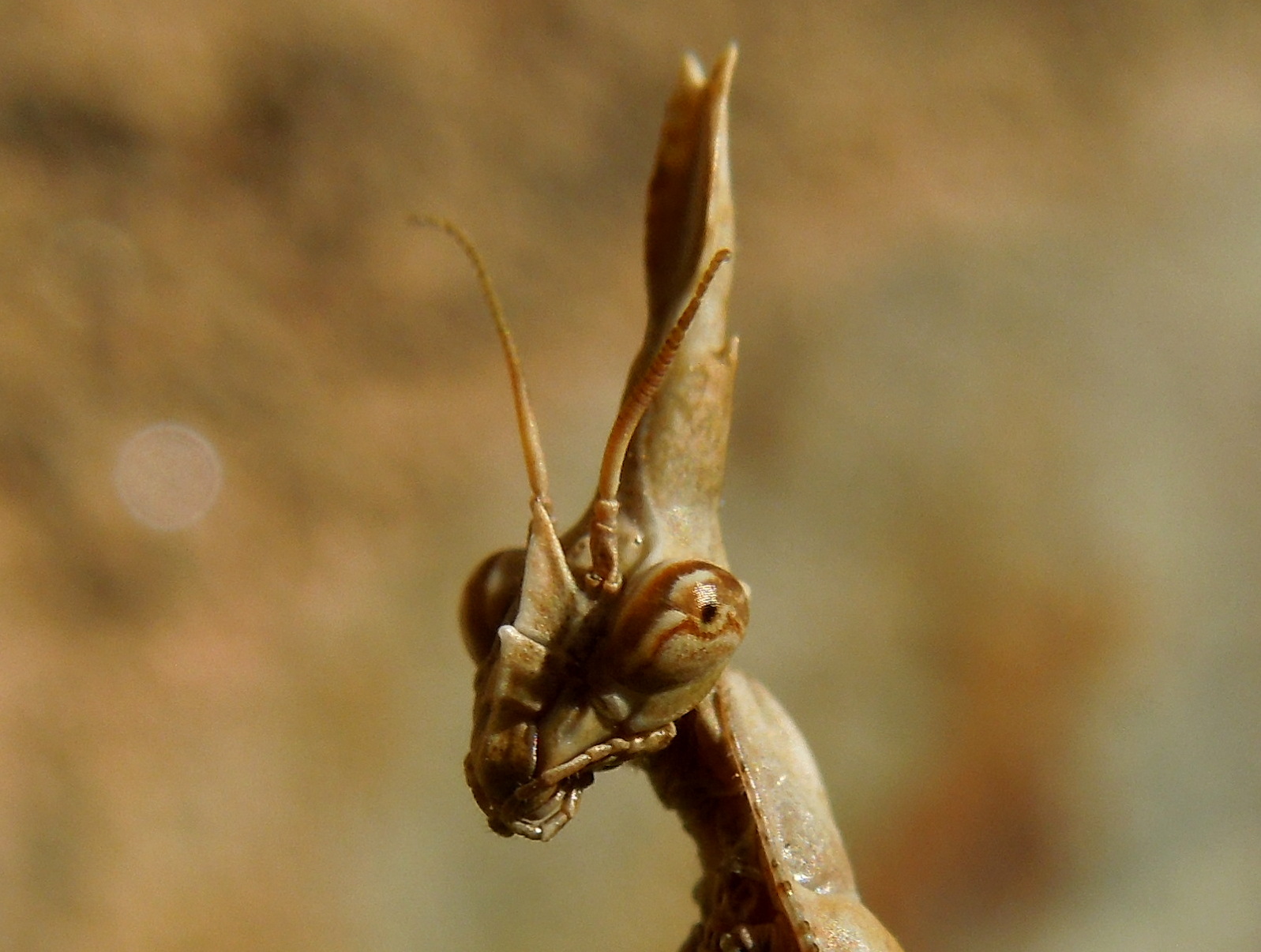 MANTIS PALO - BOTÀNIC SERRAT