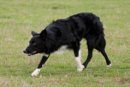 Terrierman's Daily Dose: Show Vs Work: Border Collie