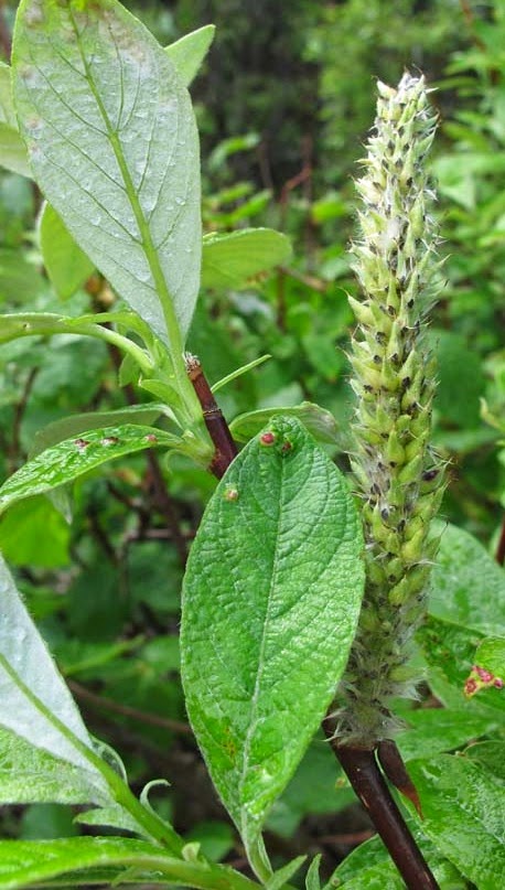 Trees Planet: Salix alaxensis - Alaska willow - Feltleaf Willow