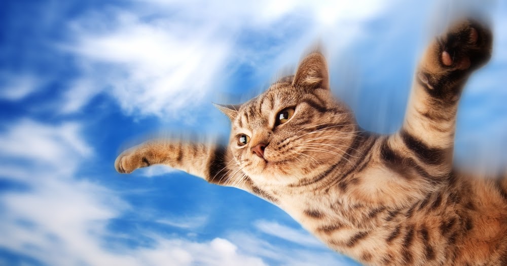 Under a clear blue sky: Flying Cats