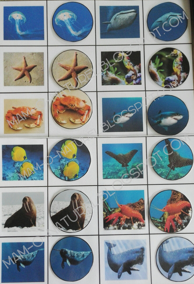 Loto des animaux marins (x24 !) | Mam'o naturel