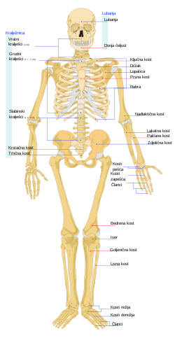 ANATOMIJA: skelet