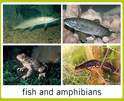 SGAguilar Javier Ramos: Vertebrates - FISH and AMPHIBIANS