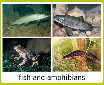 Mi primer año en Red XXI: VERTEBRATES - FISH and AMPHIBIANS (Science ...