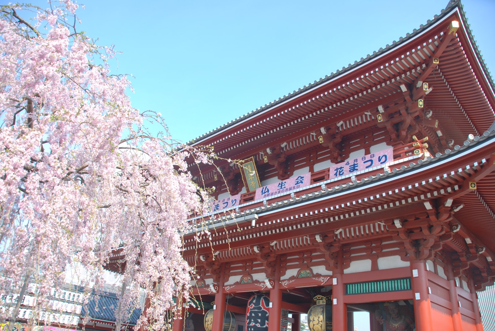 Woody at Home: Cherry Blossom @Kaminari Gate Sensoji Temple