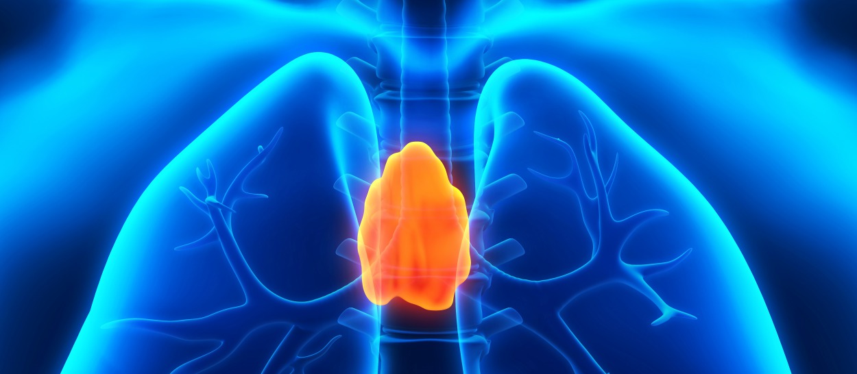 El timo, la médula ósea y la maduración linfocítica - Biología