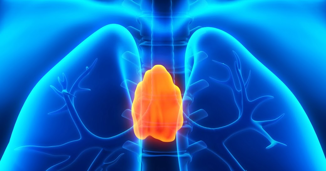 El timo, la médula ósea y la maduración linfocítica - Biología
