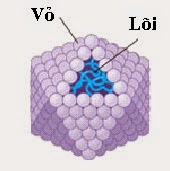 Bài 29+30: Cấu trúc các loại virut, sự nhân lên của virut trong tế bào ...