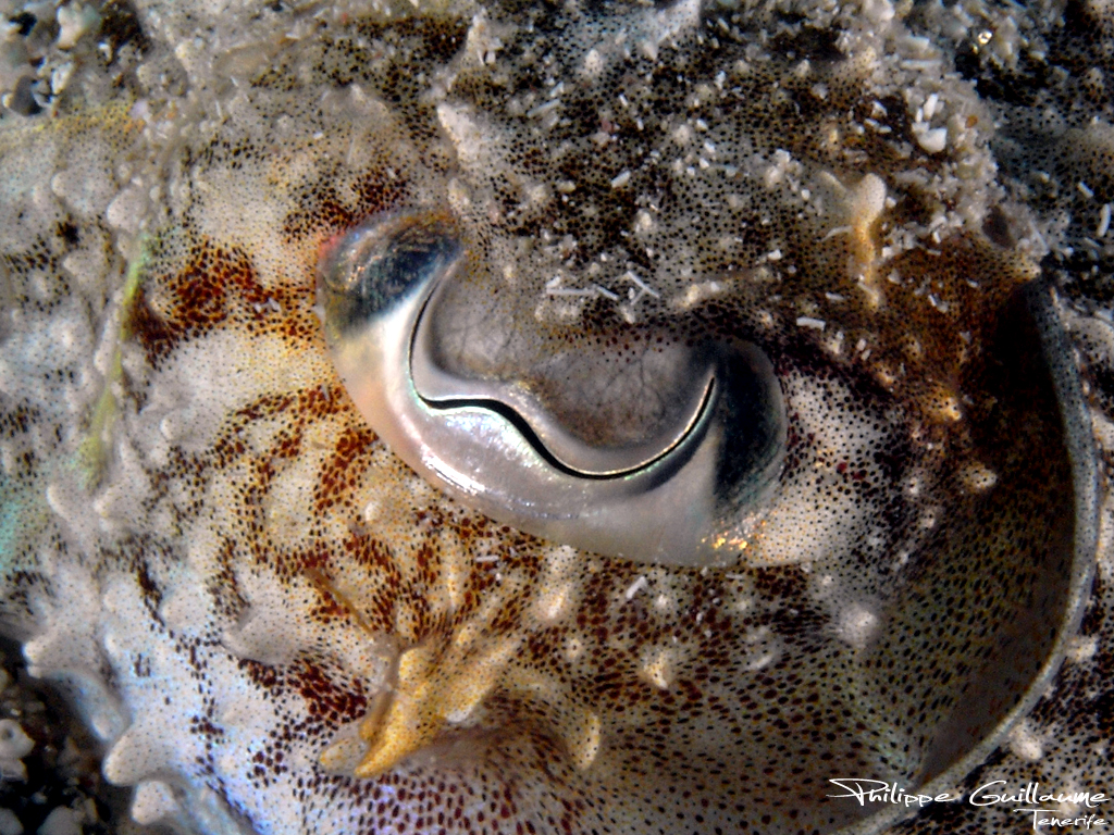 Real Monstrosities: Common Cuttlefish