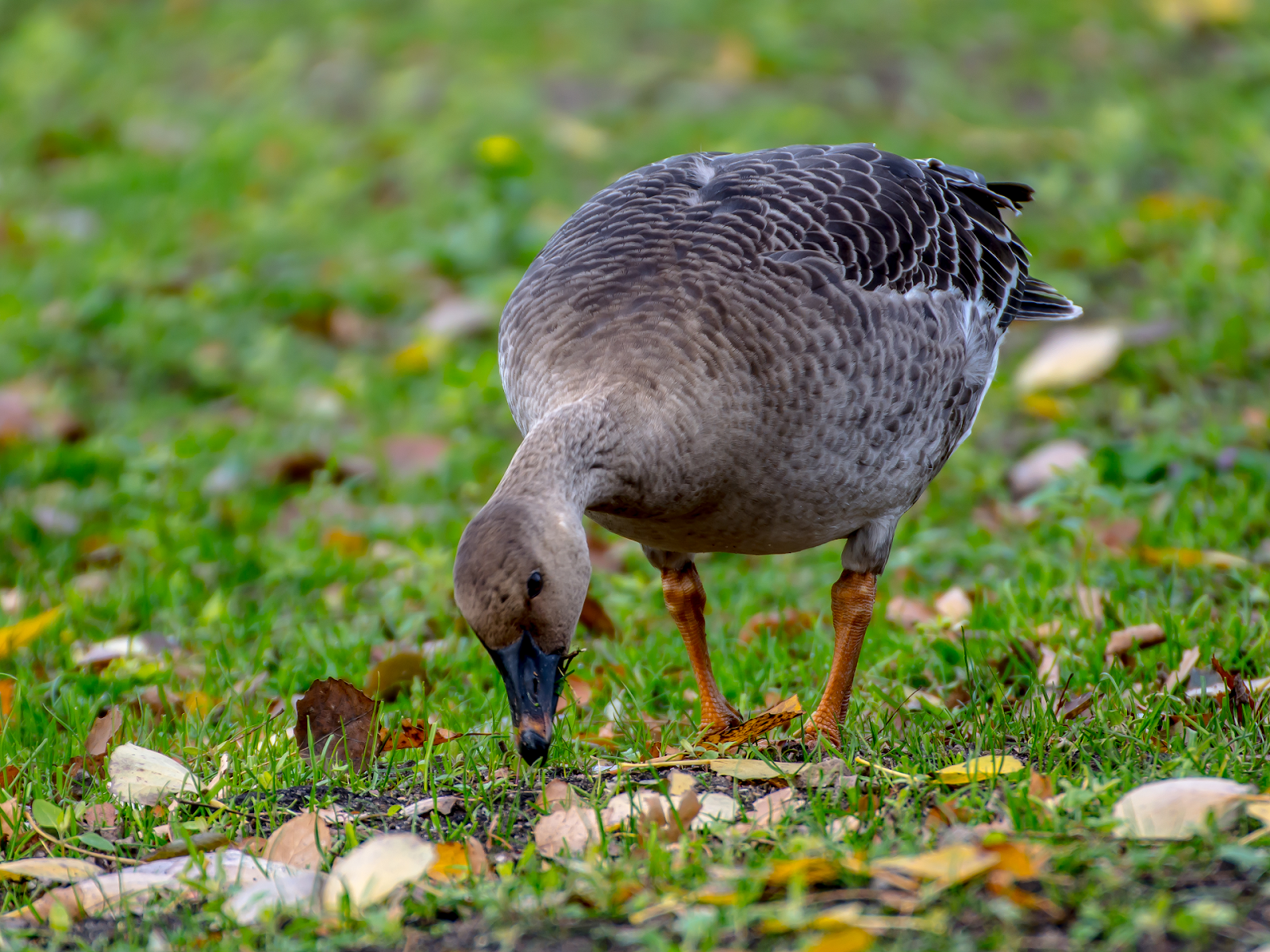 Na przelotach ... cz. II, Gęś tundrowa (Anser fabalis rossicus)