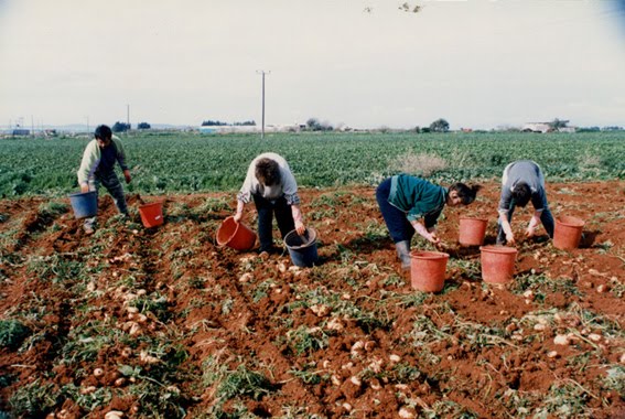 cypruspotatomuseum: 26 ΣΥΓΚΟΜΙΔΗ ΠΑΤΑΤΩΝ ΜΕ ΤΟ ΧΕΡΙ
