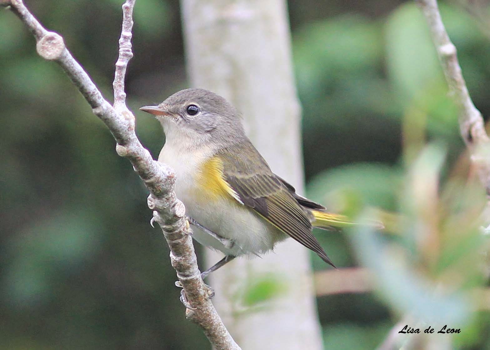 Birding with Lisa de Leon: Female American Redstart