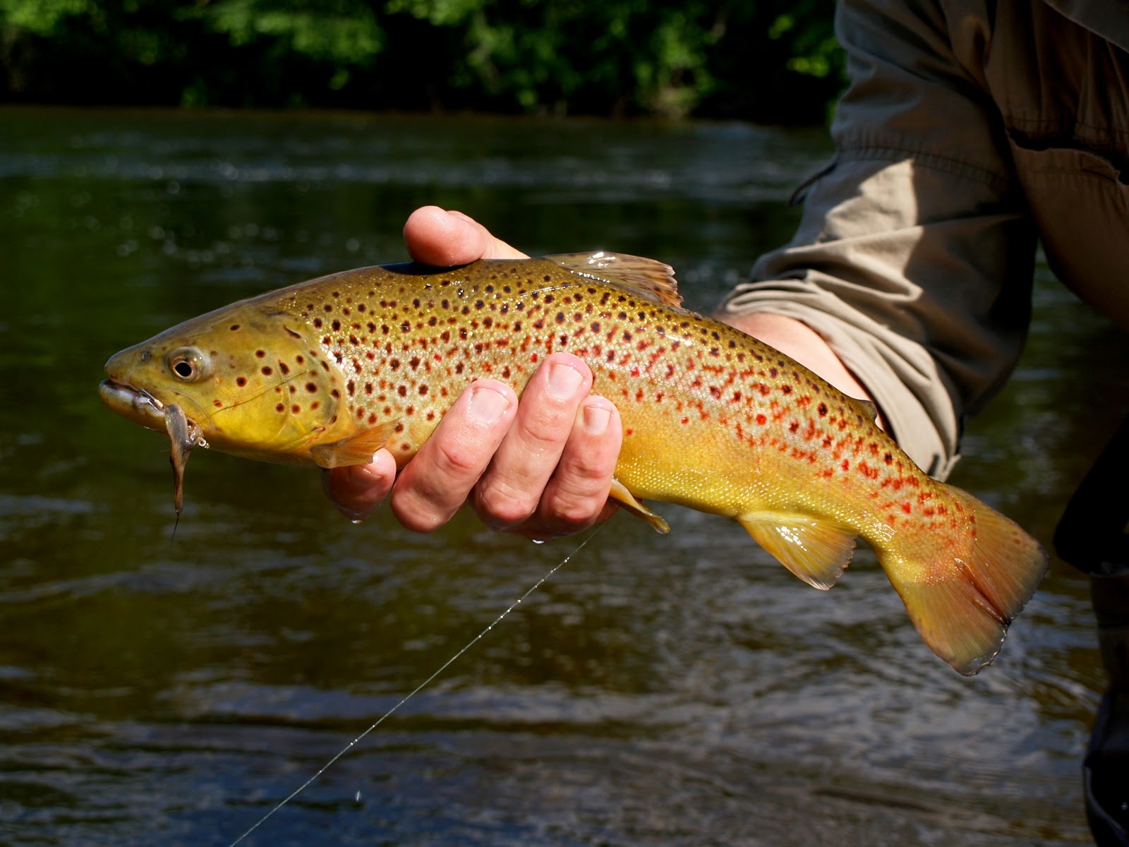 Fly Fishing Life: Photography