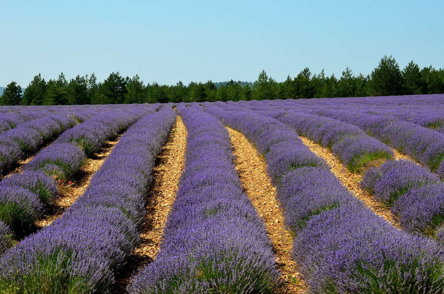 Unique Provence Luxury and Authentic Travel Blog: Lavender Season 2013 ...