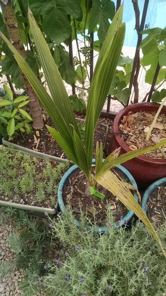 Desert Valley Orchard: Dwarf Green Coconut Palm