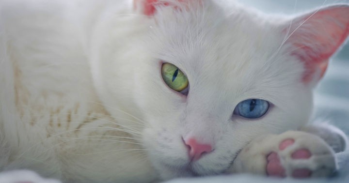 TIPS PARA MASCOTAS: ¿Sabías que los gatos tienen las pupilas verticales ...