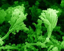 ciri - ciri jamur - Faqih Yusuf