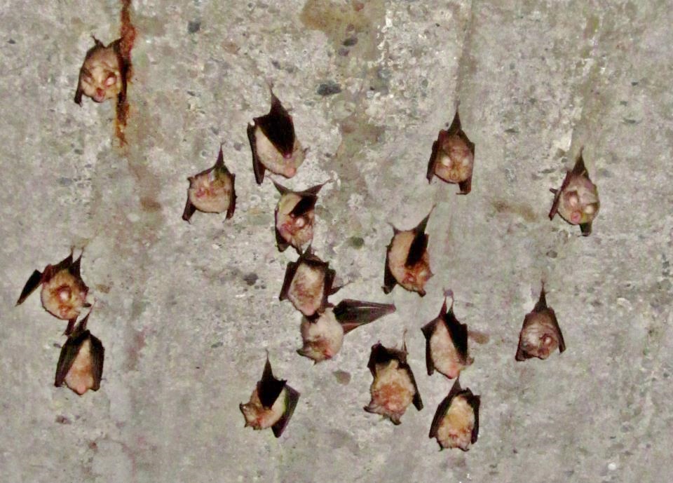 Mammals of Cyprus - Τα θηλαστικά της Κύπρου by George Konstantinou: The ...