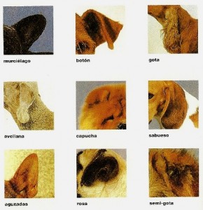 Can&Cats: HIGIENE CANINA