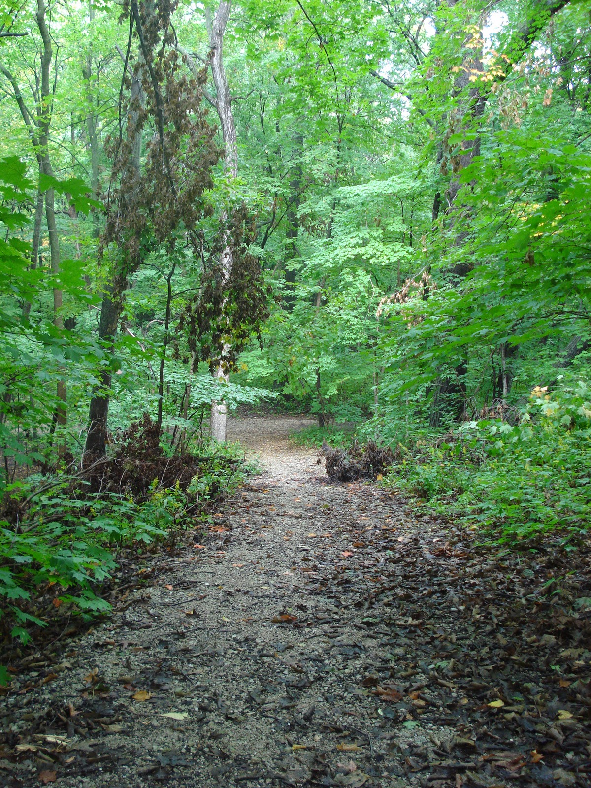 With Strings Attached: Dead Dog Creek Ravine, end of September