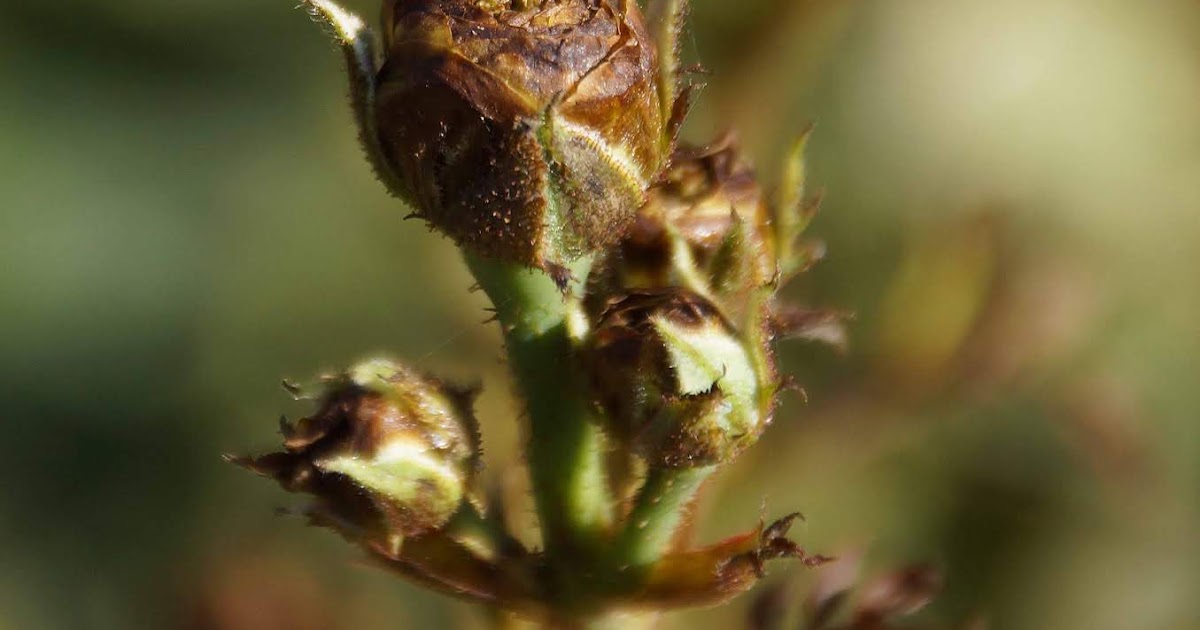 Chilli Thrips On Roses