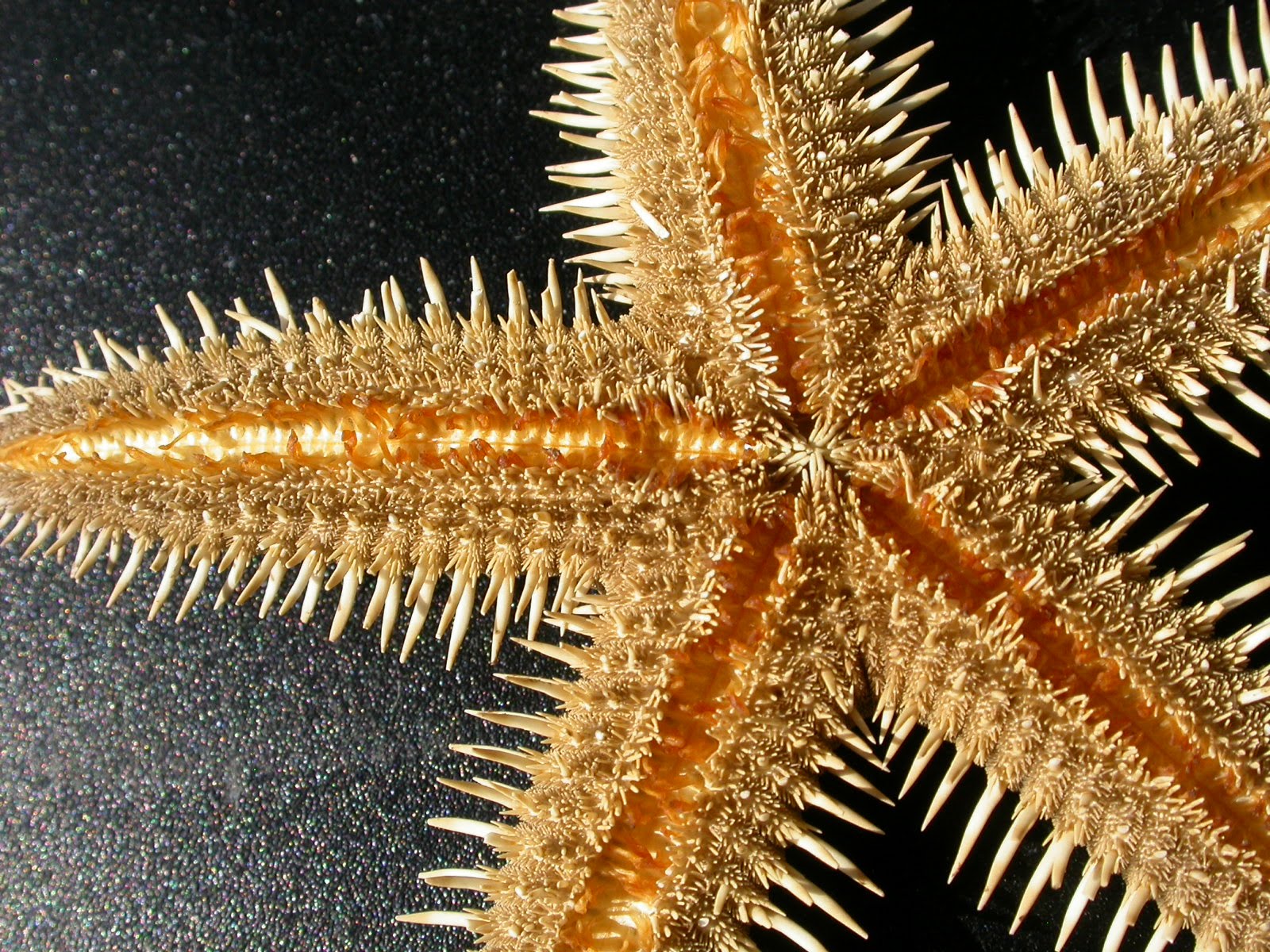 Spines: Oral Spines Starfish