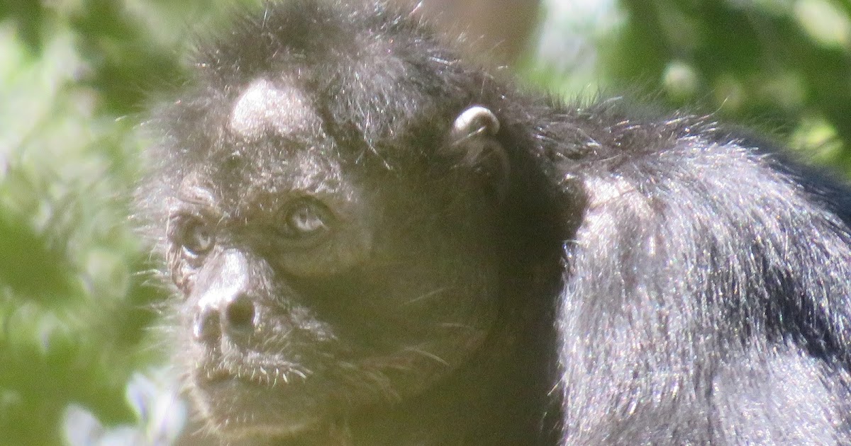 RMSO Bigfoot: First Man 25 million years of evolution