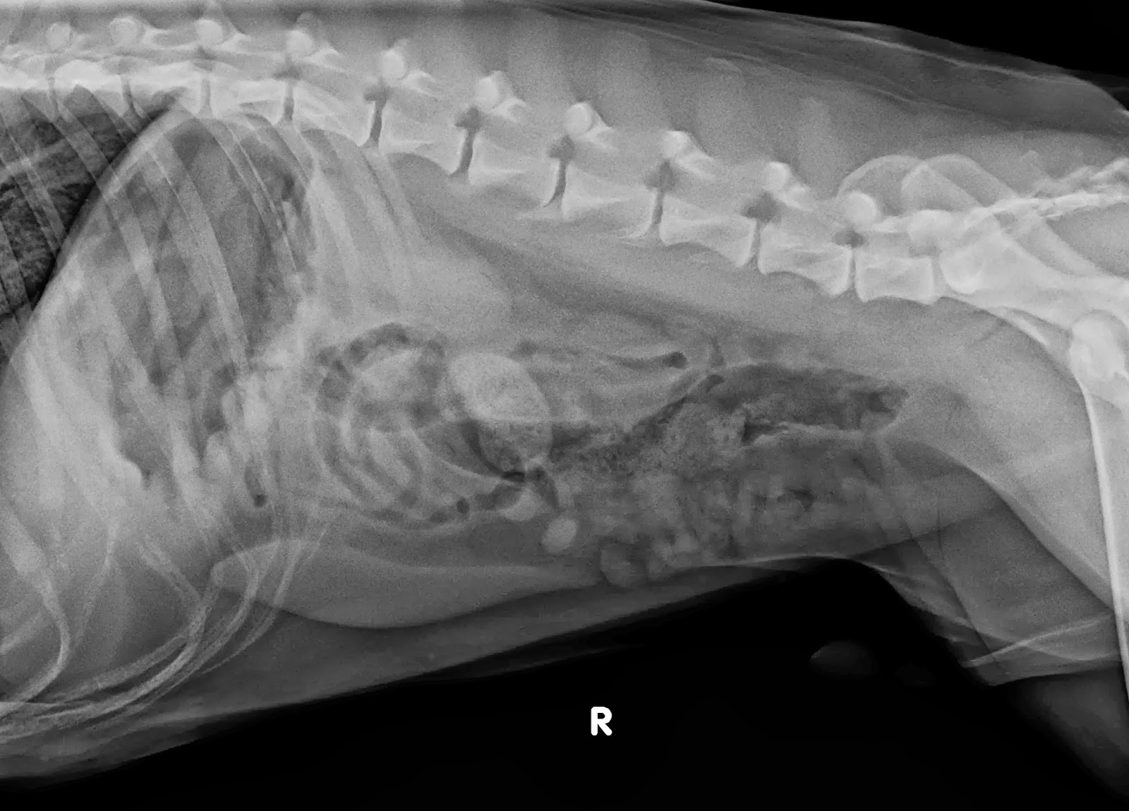 Veterinary Key Points: September 2013