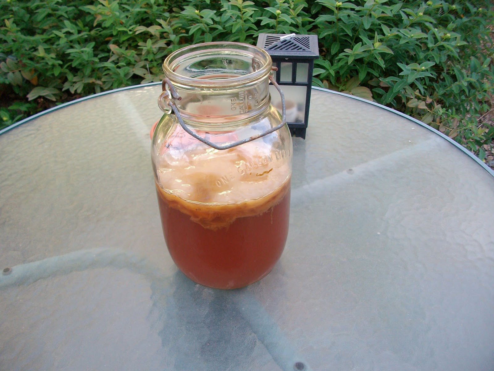 Big Tree Kombucha: Kombucha 101