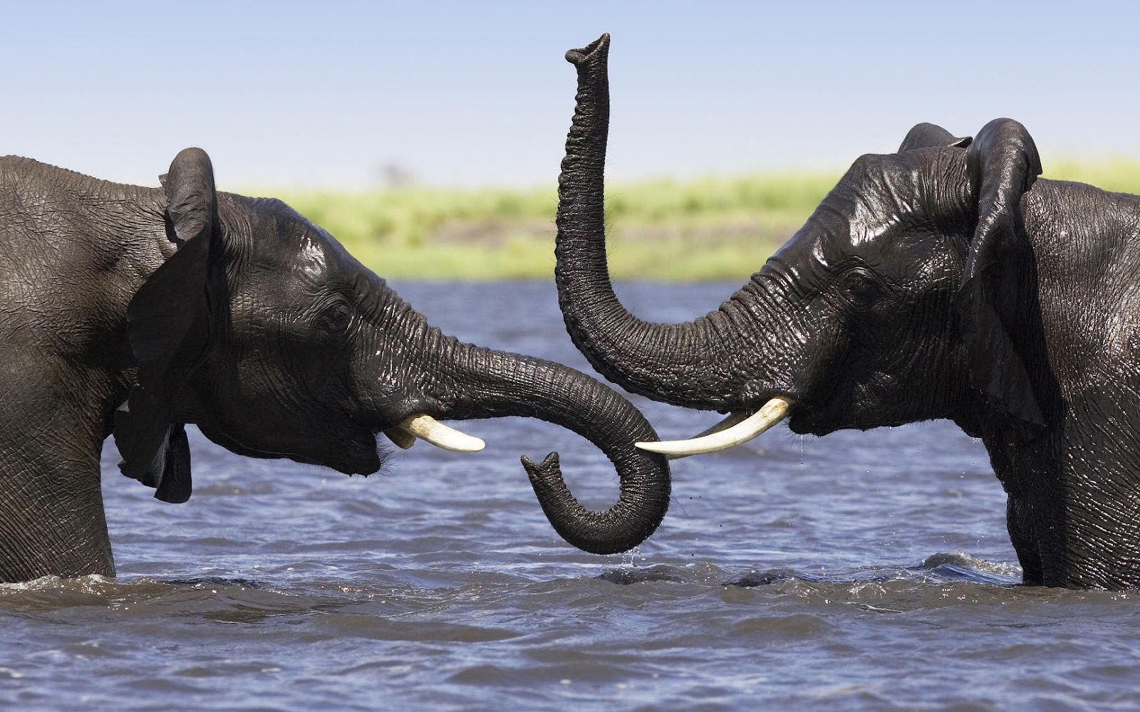 Olifantenachtergronden Voor Desktop