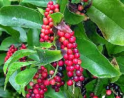 Tips Terbaik Budidaya Lada (Merica) ~ Alam Nusantara Blogspot