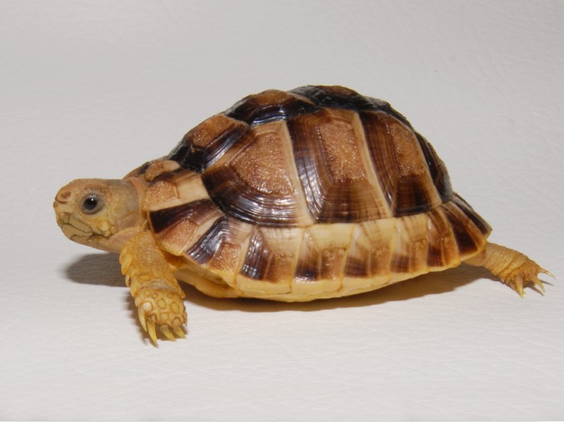 Kleinmann's Tortoise