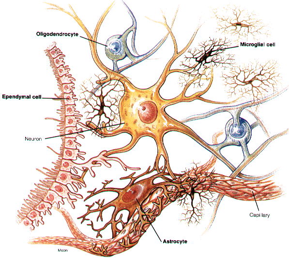 Armando Ruben Poma: CEREBRO Y NEUROGLIA