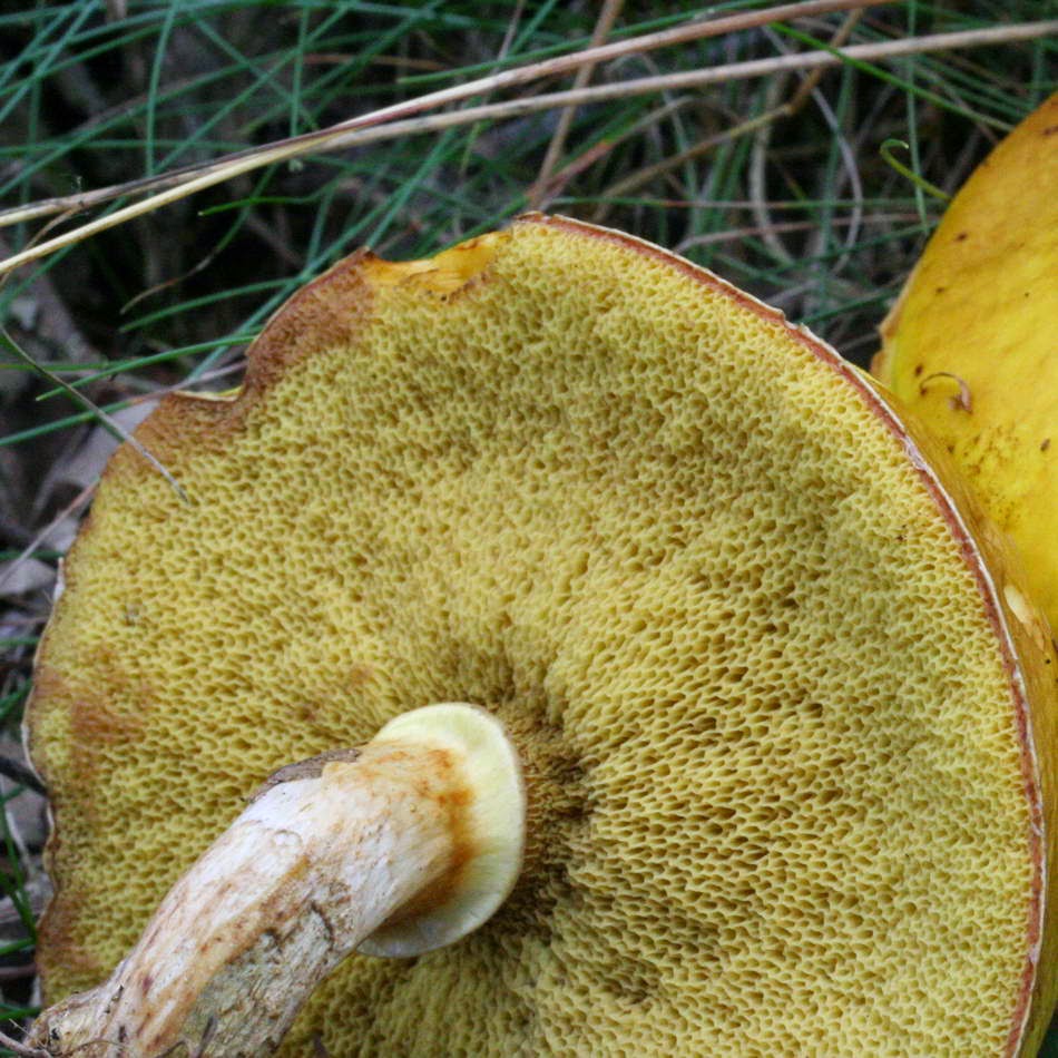 Guía de Setas y Hongos de Navarra.: Suillus grevillei (Klotz)Sing