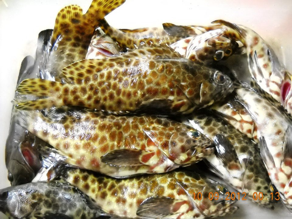 Mambulaoans WorldWide Buzz: FEATURE: Fish I knew, fish I caught