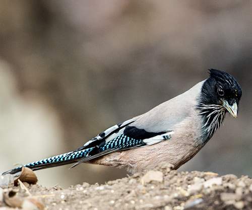 Black-headed jay images | Birds of India | Bird World