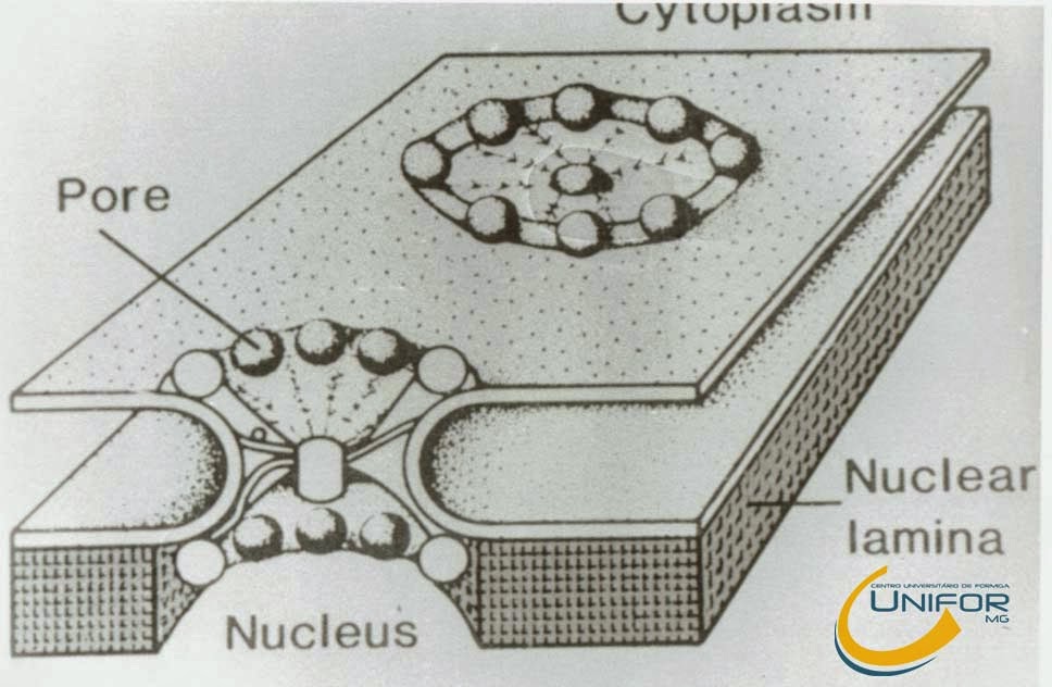 Atlas Histológico UNIFOR-MG: Complexo de poro
