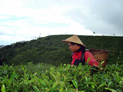MENGENAL HAMA TANAMAN: Tips budidaya teh