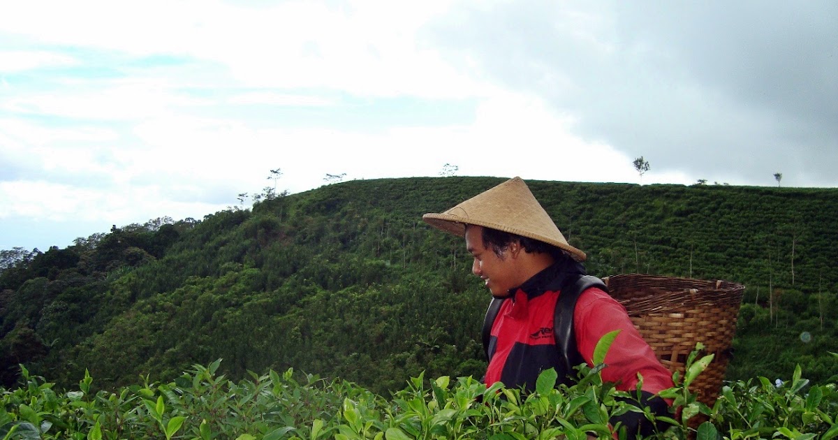 Tips budidaya teh - BUDIDAYAKU