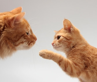 Photo de chat: 2 beaux chats roux