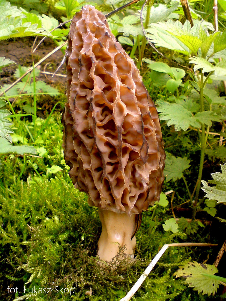 Wiosenne grzybobranie - o smardzach | BEZ OGRÓDEK | blog ogrodniczy