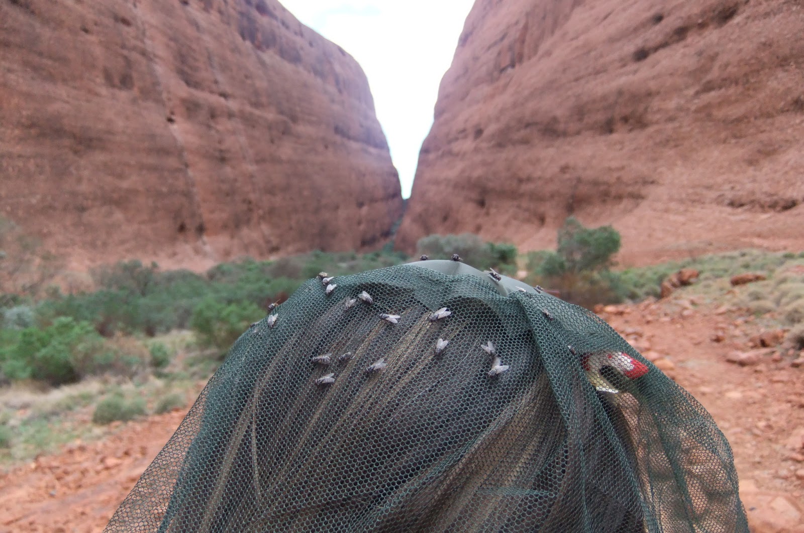 Hip Frog Hop: Day 45 to 50 - Uluru (Ayers Rock) - 1 million flies ...