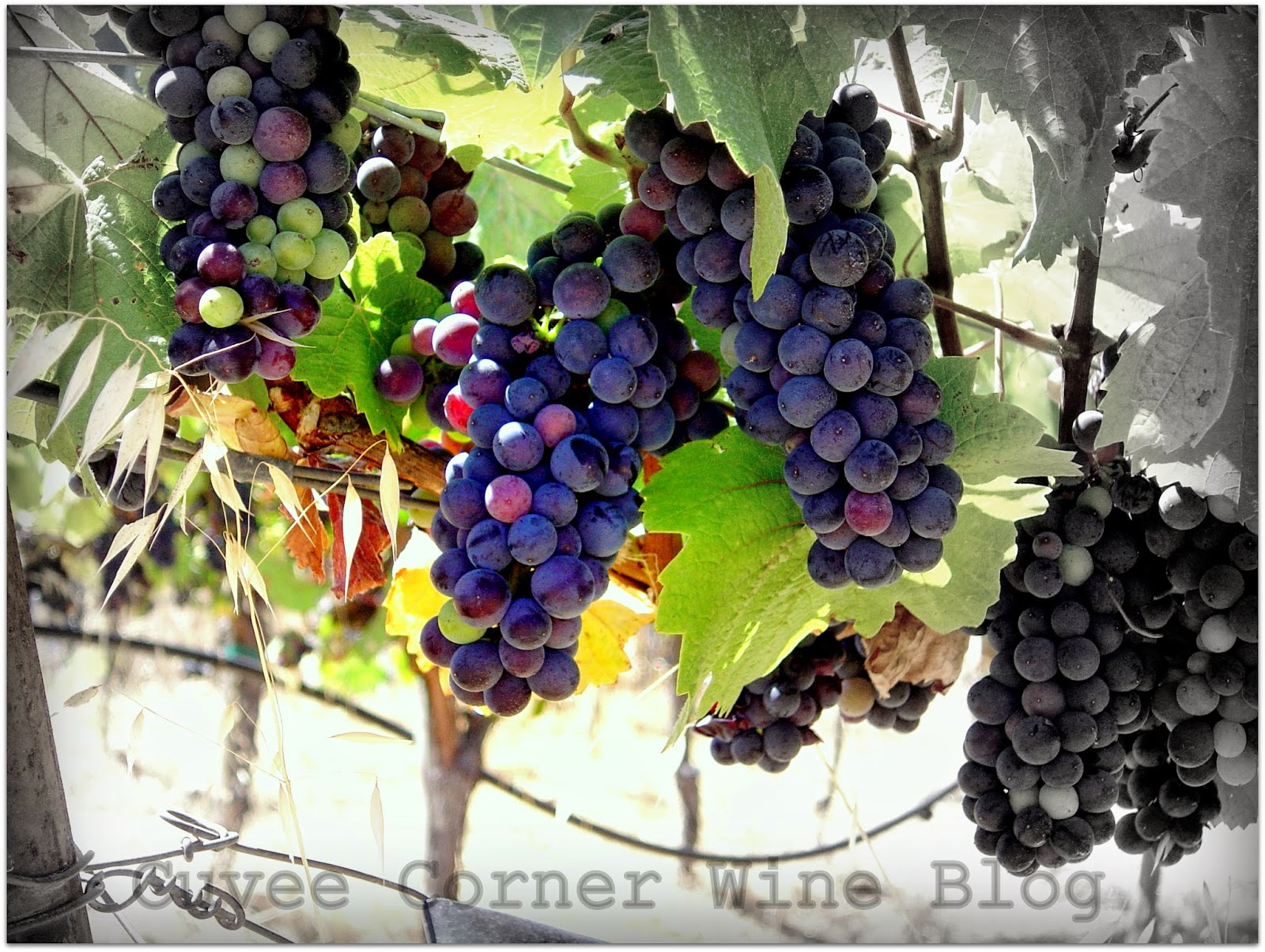 Cuvée Corner Wine Blog