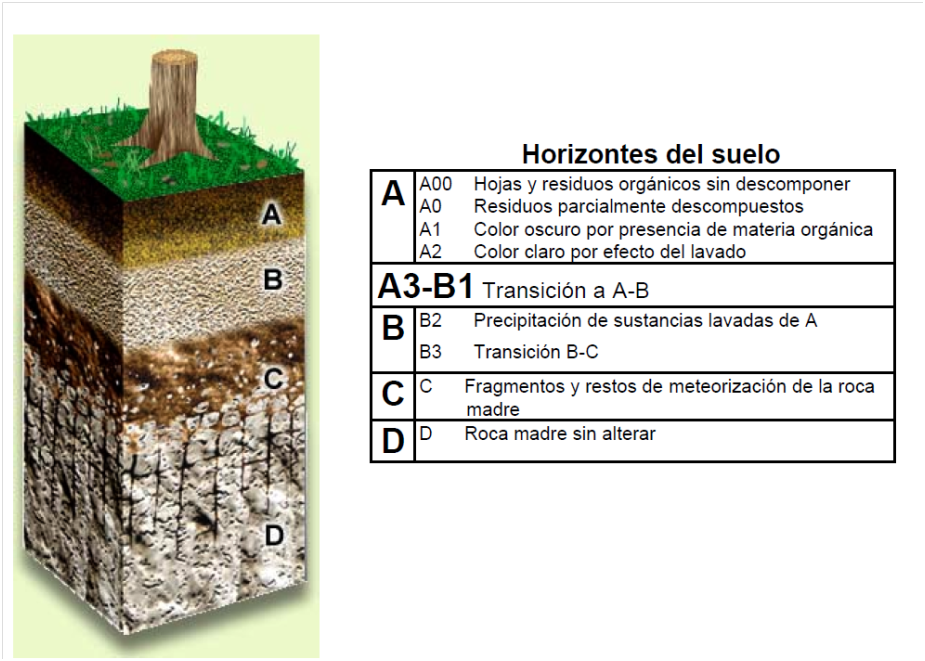 INFLUENCIA DE LOS SUELOS EN LOS BOSQUES TROPICALES ~ Bosque Tropical