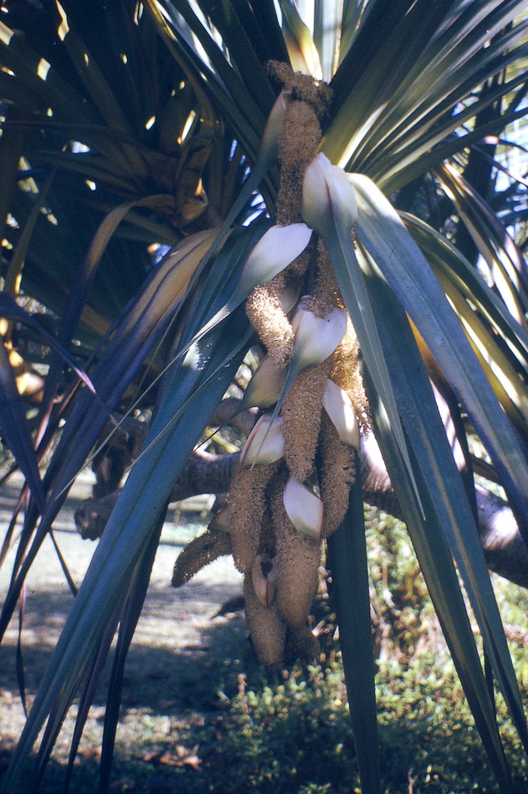 Botany Professor: The Invention and Reinvention of Trees