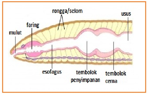 SISTEM PENCERNAAN PADA HEWAN - Biologi Buanget