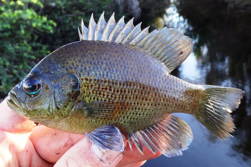 Ben Cantrell's fish species blog: FL shameless lifelisting part 6 - The ...