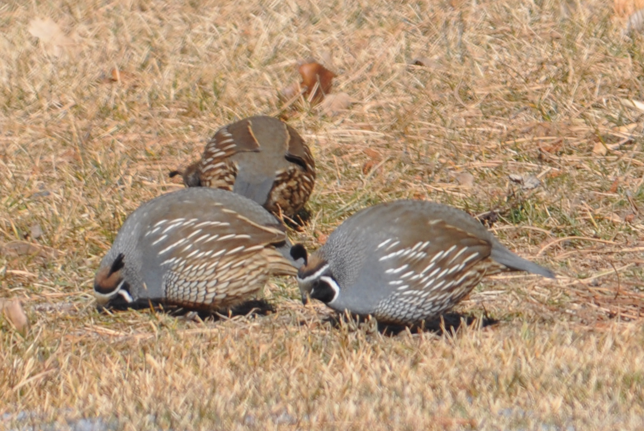 Wild Day Utah: California Quail
